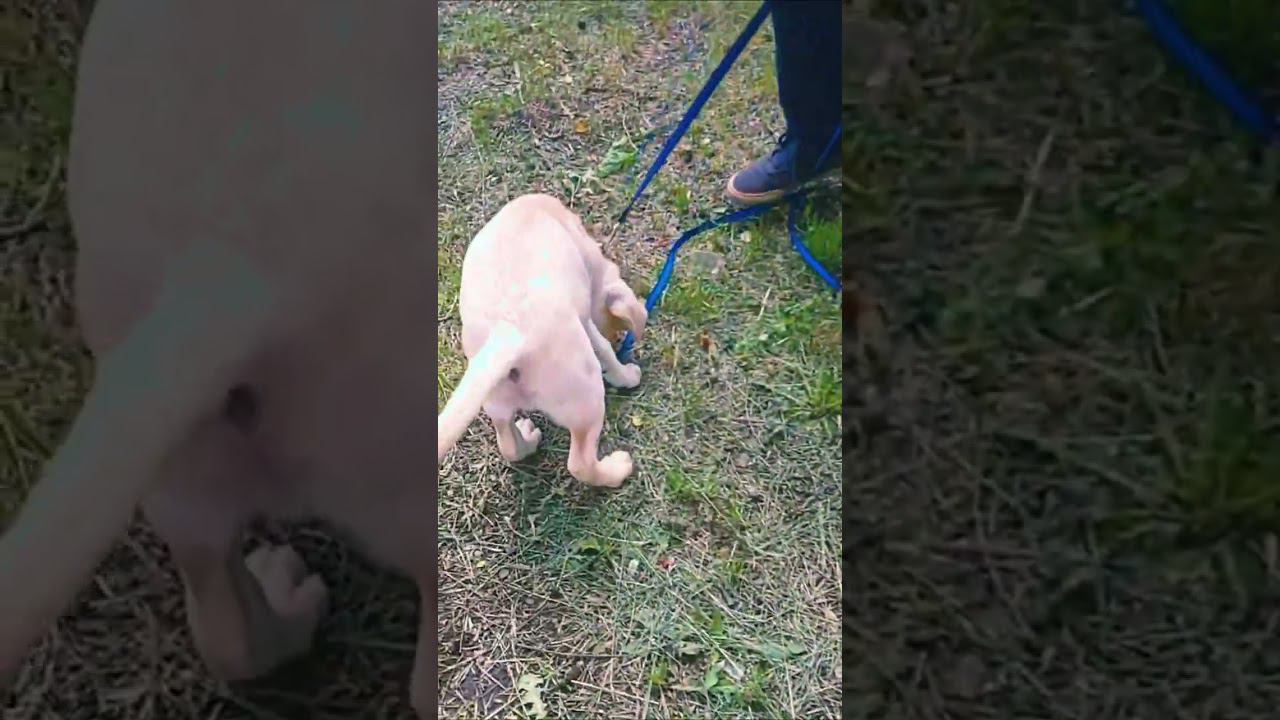 Первая прогулка Симбы