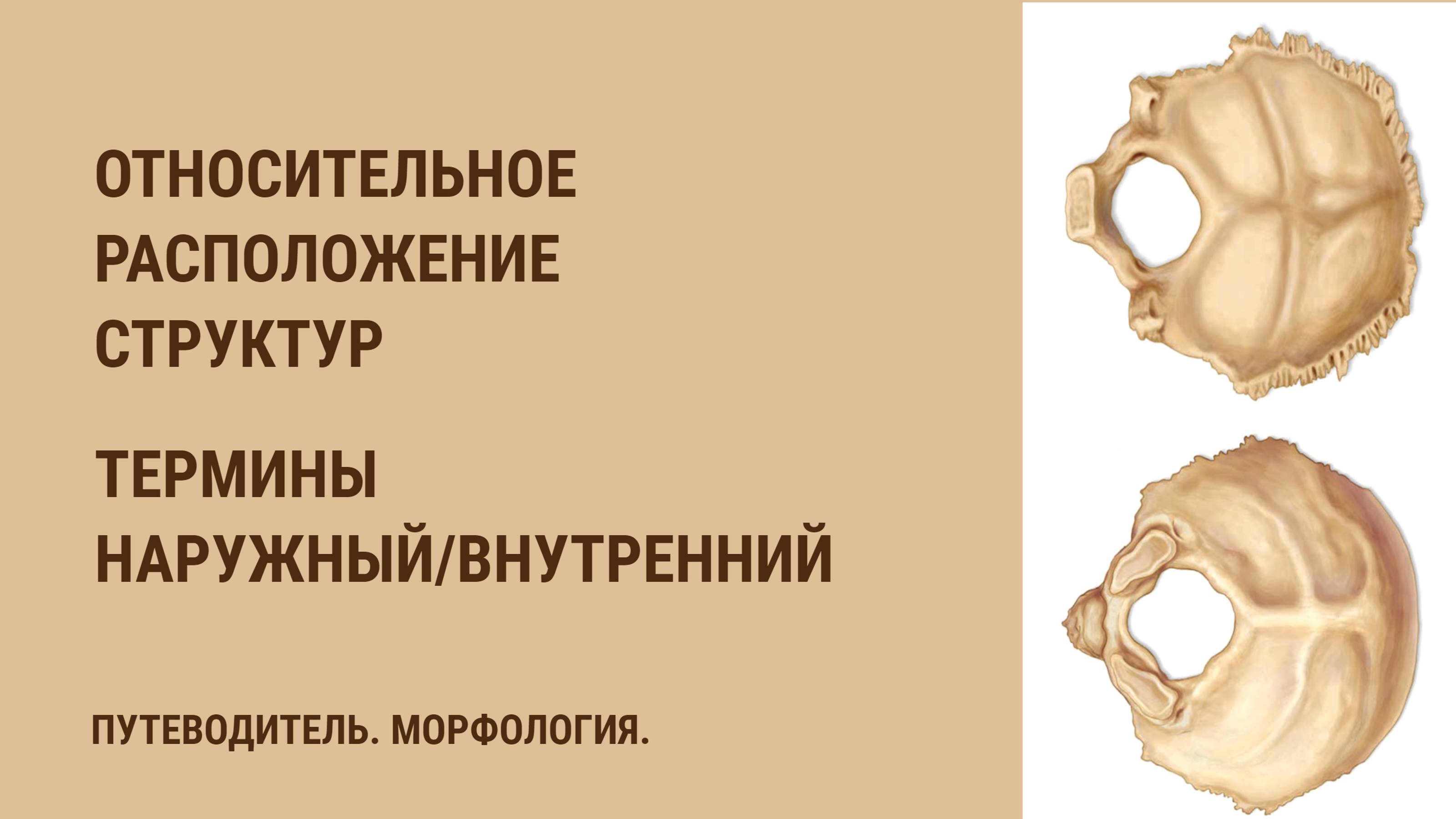 Относительное расположение структур. Термины наружный и внутренний.