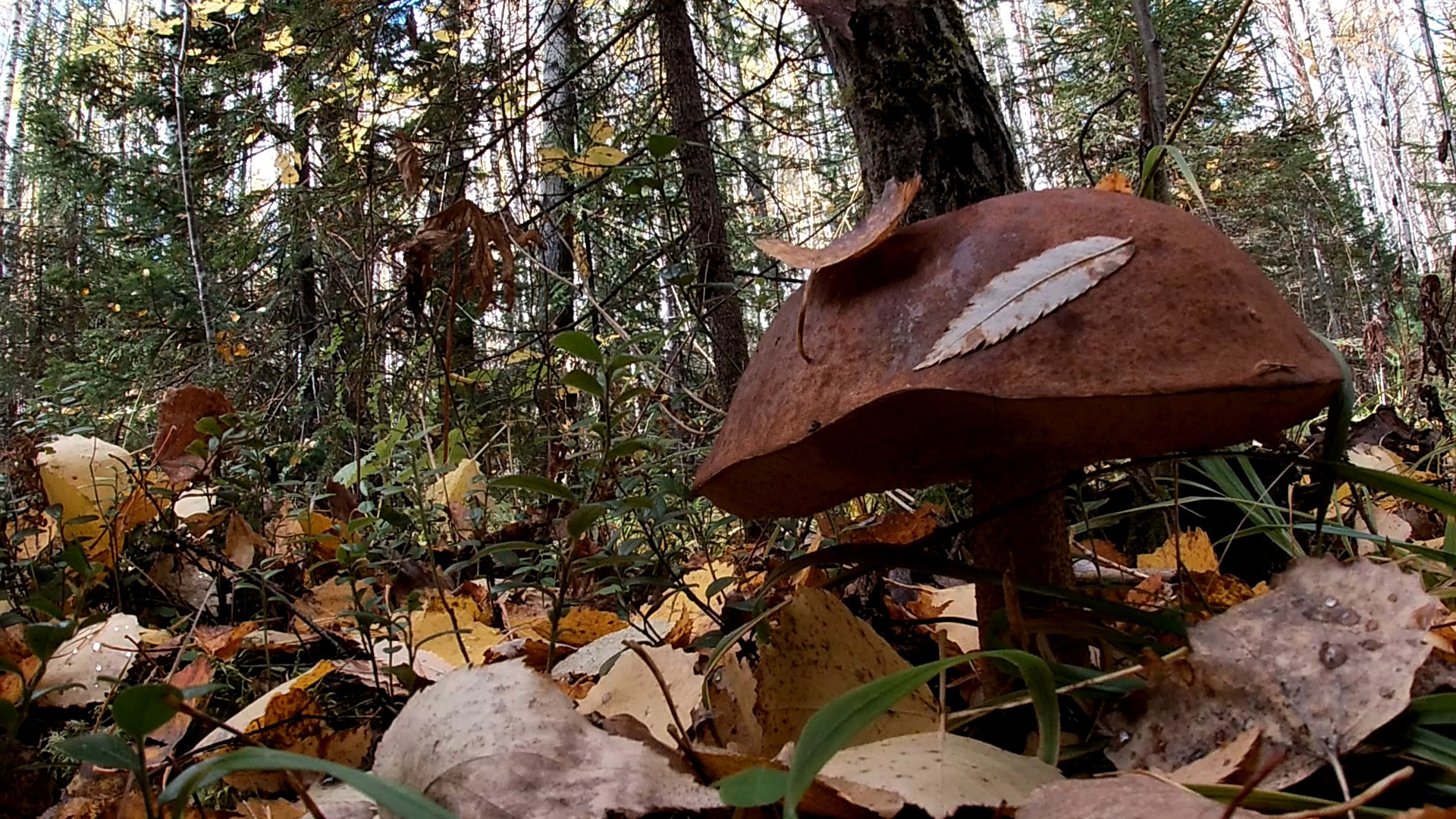 Осенние грибы. Очередной поход за грибами в осенний лес.