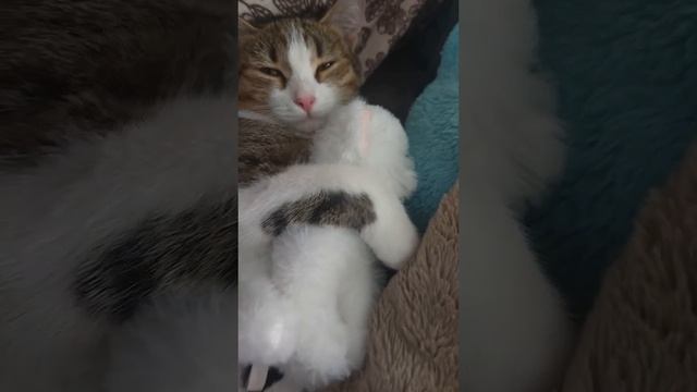 НАКА?Кошечка