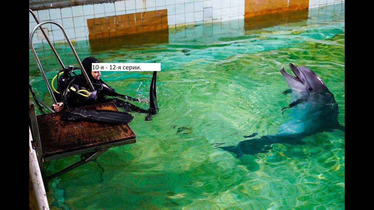 Сериал «Дельфин» 2 ой сезон 10 я   12 я серии  Анонс
