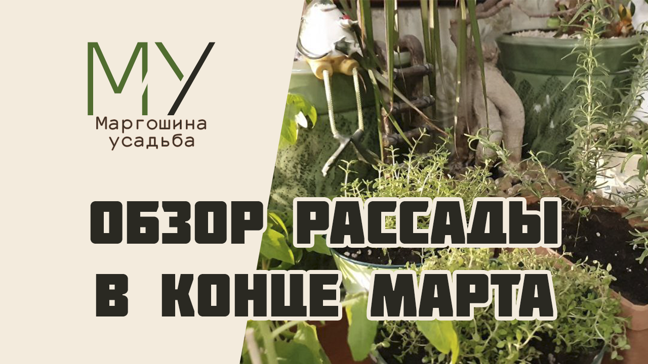 Обзор рассады на конец марта. Продолжение