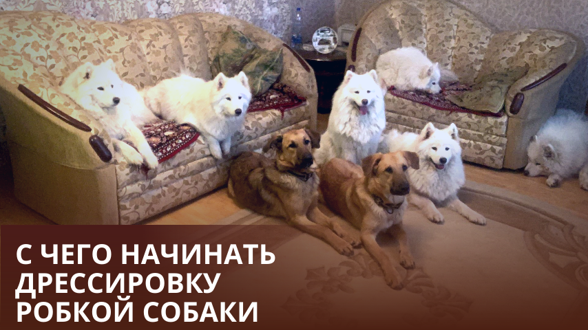 С чего начинать дрессировку робкой собаки
