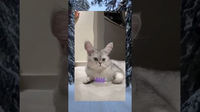 ПРИКОЛЫ С КОТАМИ / Кот устроил забастовку #юмор #приколы #смех #котики