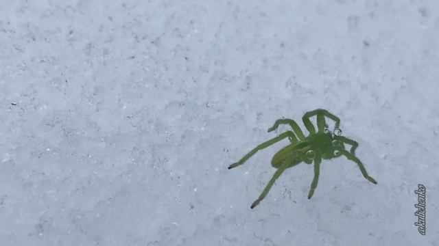 ПАУЧОК-СНЕГОВИЧОК