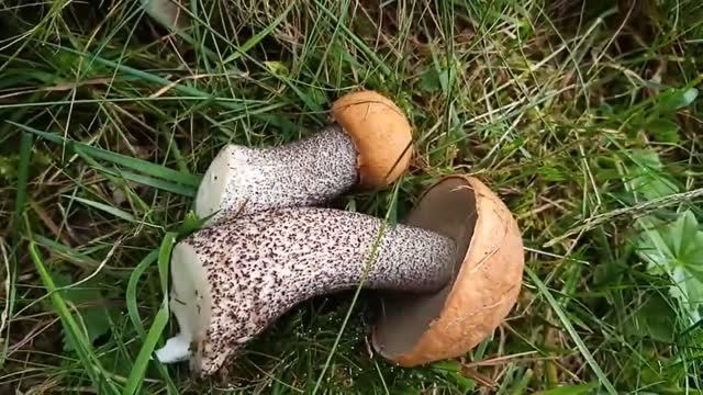 Грибы Карачаево Черкесии + оффроад на ниве.mp4