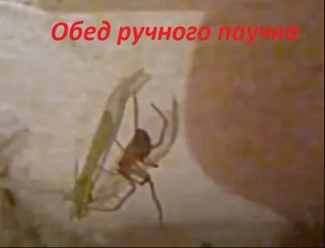 Обед домашнего паука.mp4