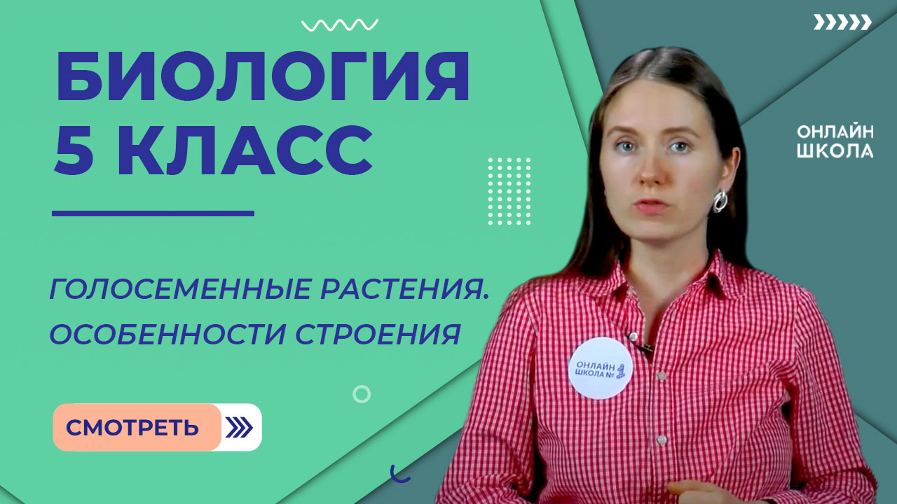 Голосеменные растения. Особенности строения. Видеоурок 29. Биология 5 класс
