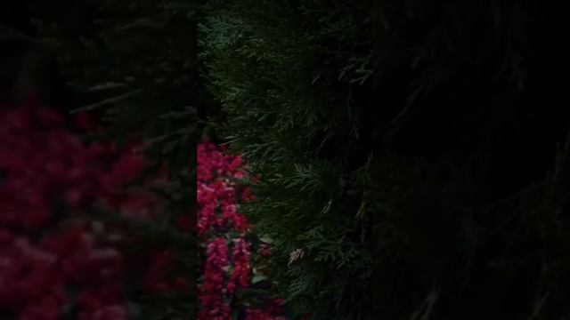 Муз видео для ностроения?