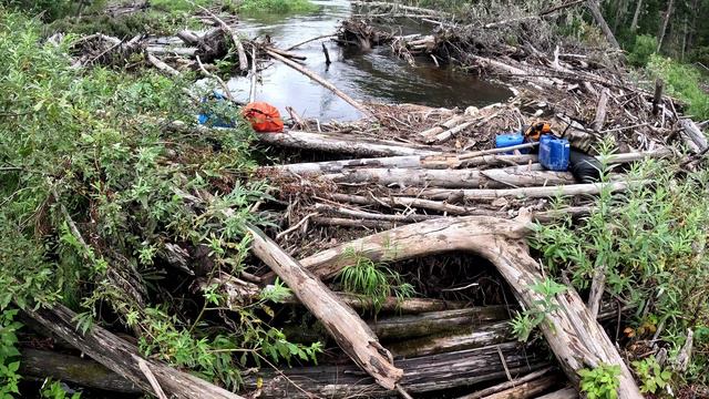 Проходим вековой завал на аэролодке Хариус 440