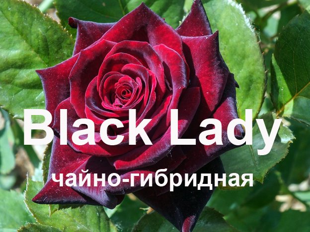 Чайно-гибридная роза Black Lady.