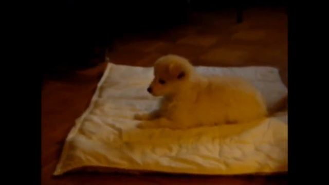 Маськины бесячки...