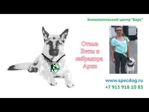 Дрессировка собак. Кинологический центр Брас. Видео отзыв Веты и лабрадора Арни.