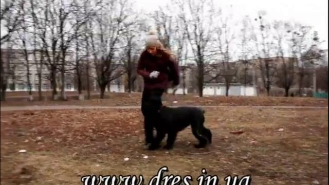 Причины непослушания собаки