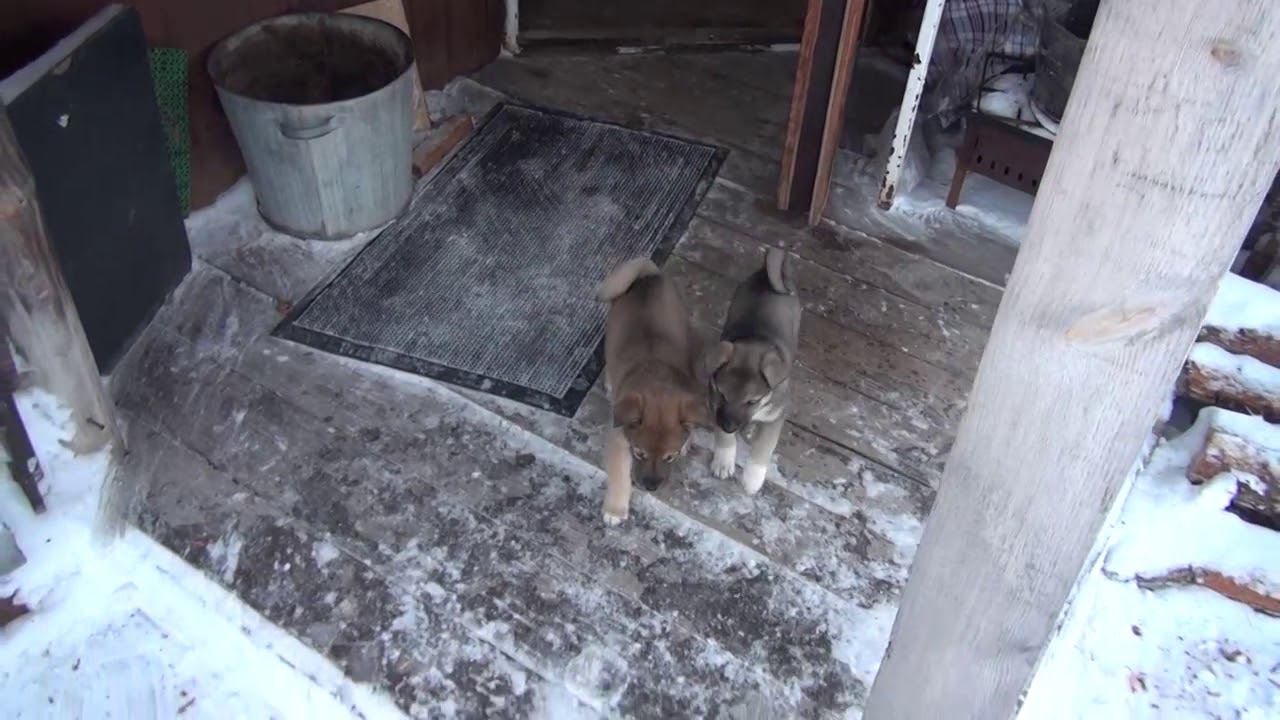 Наши малыши 2