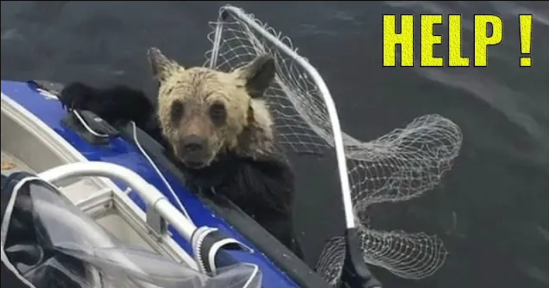 Добрые и трогательные поступки_ люди спасают попавших в беду диких животных