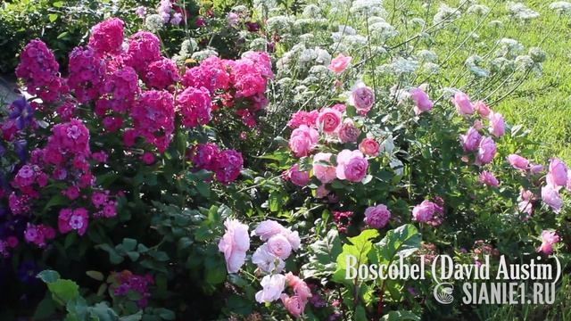 Боскобель (Boscobel) английская роза.