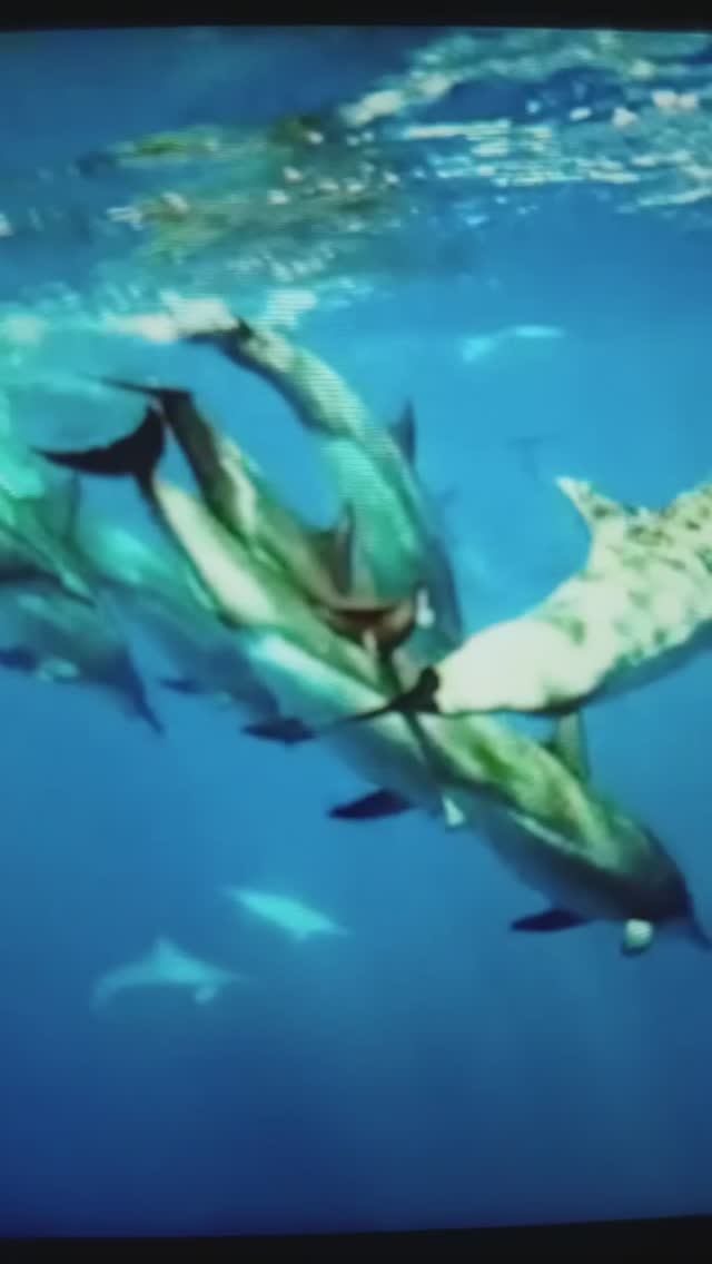 Дельфины, морские черепахи и рыбы коралловых рифов🤔🐠