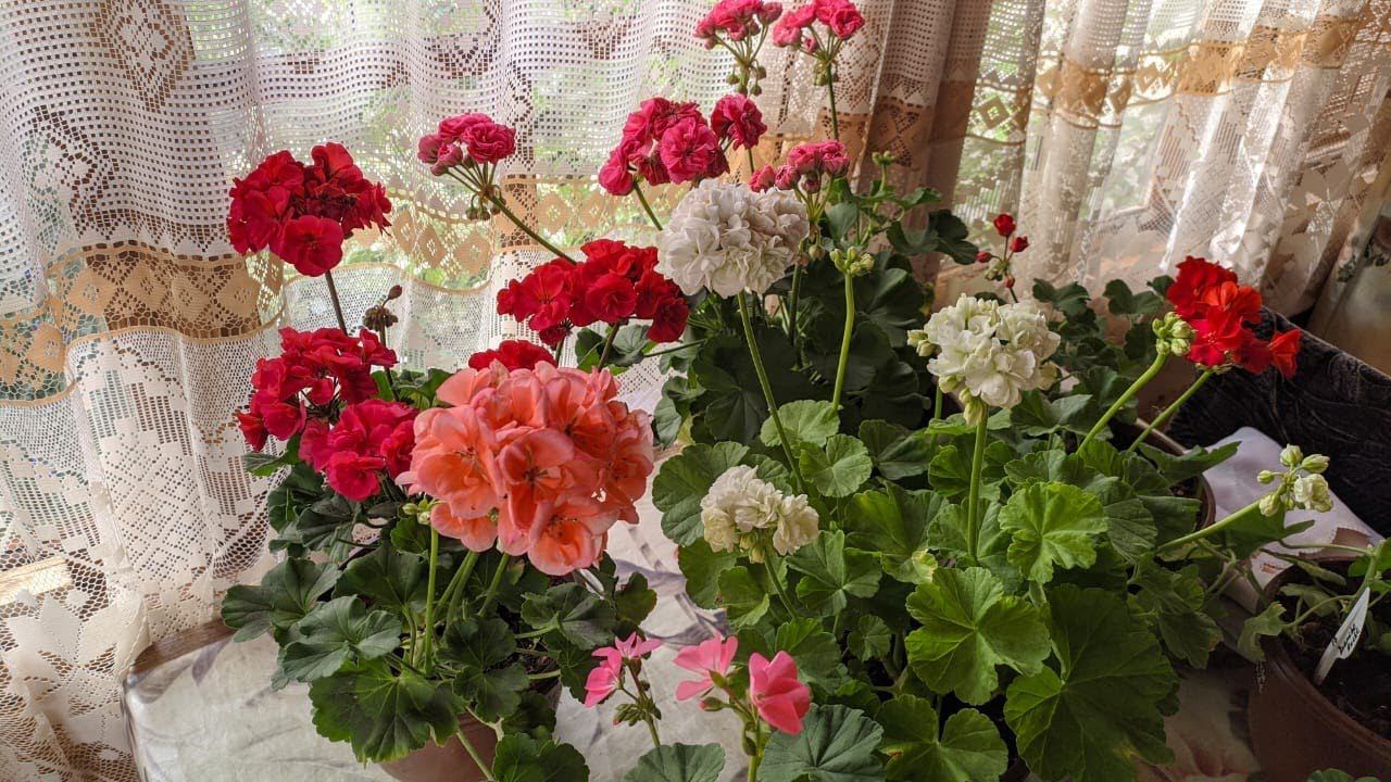 Весенние черенки Гортензий, Фуксий и Пеларгоний.