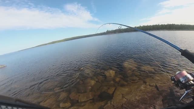 Воблер Ronin Rush Pastor - ловим щуку в Карелии.