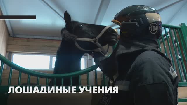 Во Всеволожском районе отработали навыки спасения лошадей во время пожара