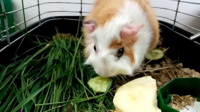 Морские свинки. Ждём прибавление со дня на день