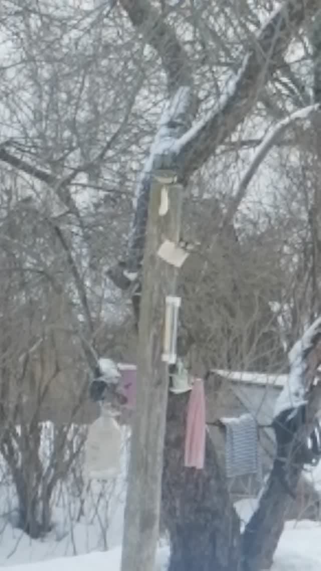 Птицы любят сало!