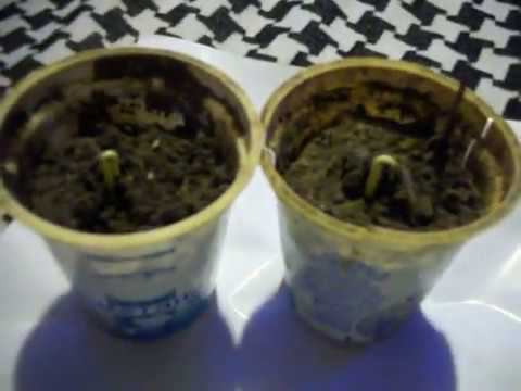 Улучшенный способ посадки ХУРМЫ семенами