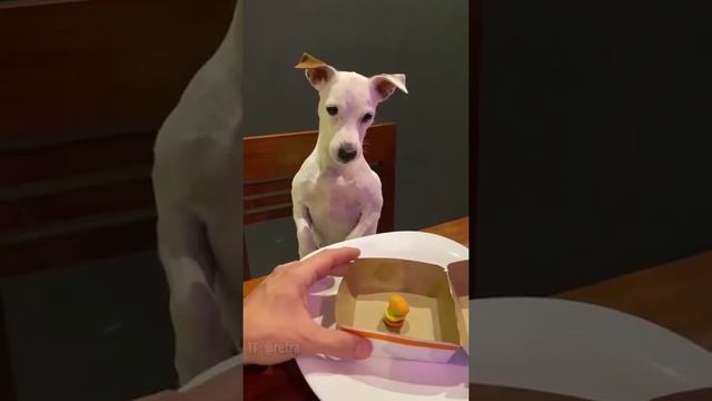 Разрушение надежд: пёс недоволен, смешно злится