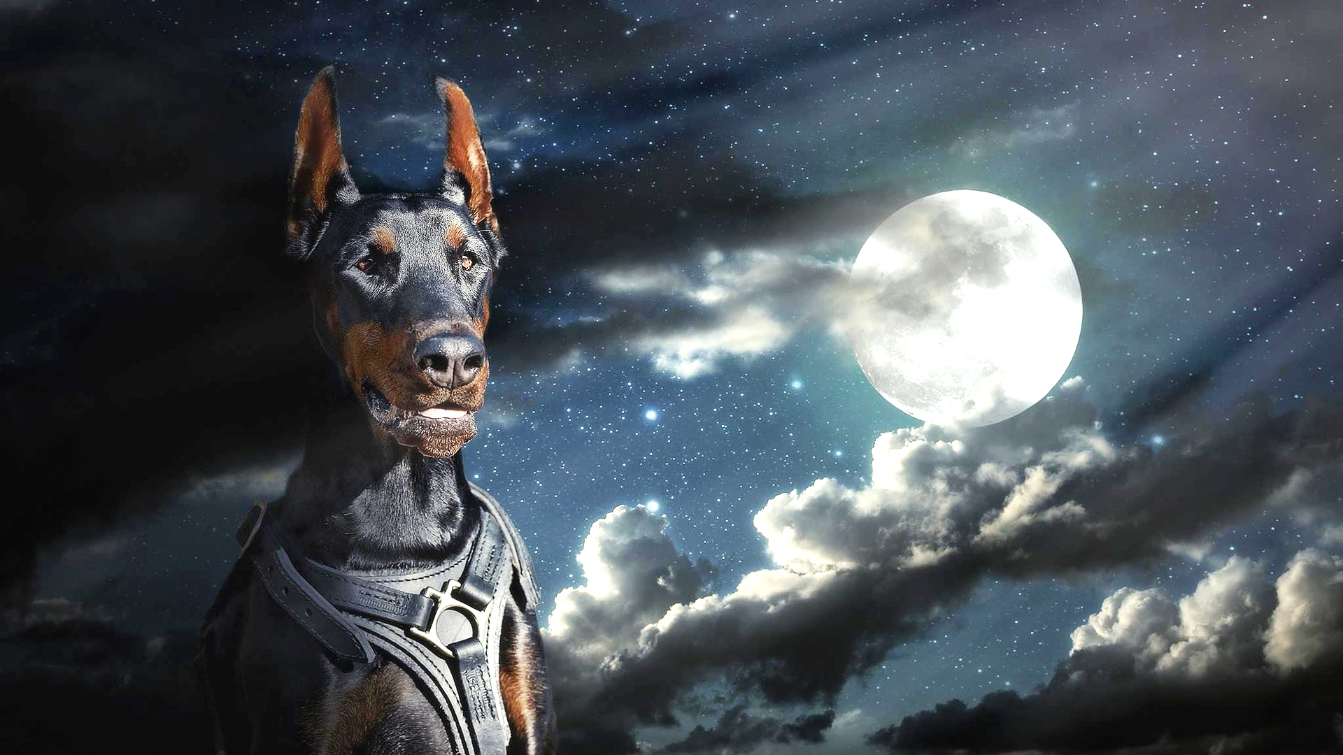 Несмотря на все невзгоды, он превратился в огромного и матерого кобеля.