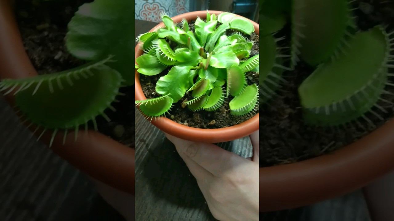 Любимое блюдо дионеи. Деликатес для мухоловки.