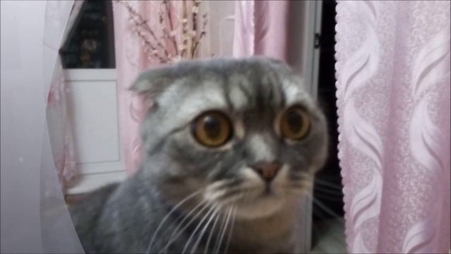 КОТИК ТЁМА в ВЕРХНЕМ БРЕЙК-ДАНСЕ.