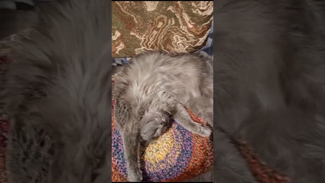 Чудик лентяй..