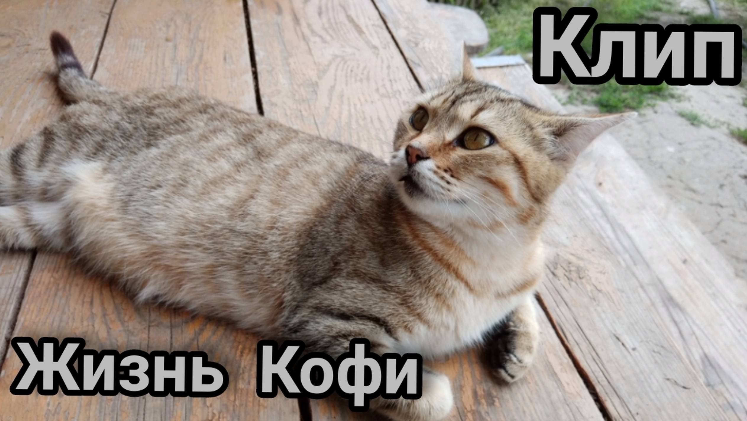 MIX Жизнь кошечки Кофи