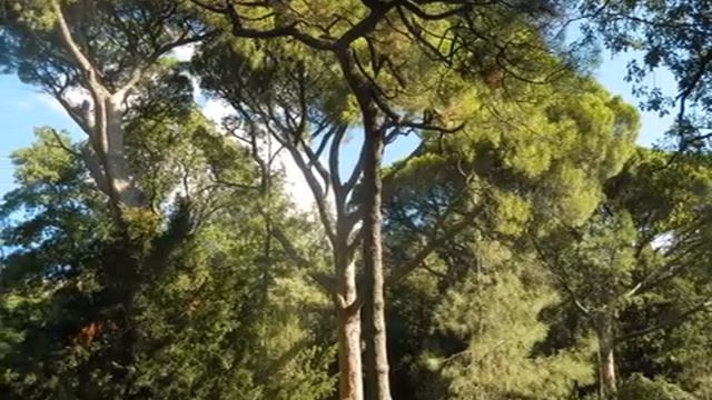 Парк Воронцовского дворца. Крым. Алупка..mp4