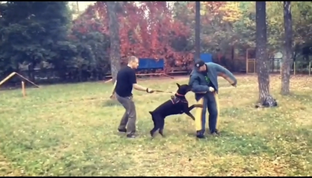 Цейс -доберман и Сэм -ам.стаф.терьер
На занятиях по ЗКС