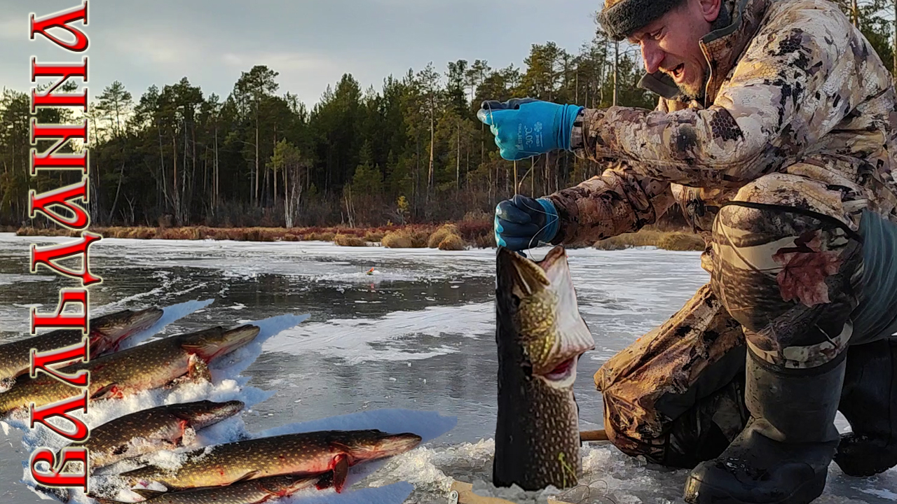 ЛЮТАЯ РЫБАЛКА на ПЕРВЫЙ ЛЕД Зимняя рыбалка на жерлицы