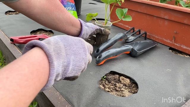 Клубничная? грядка без сорняков. Миф или реальность?