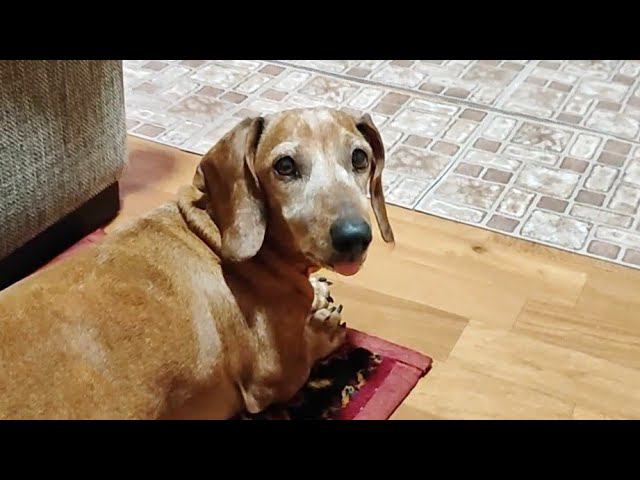 Ага, я усну, а они все игрушки мои потырят! Отдохнёшь тут!