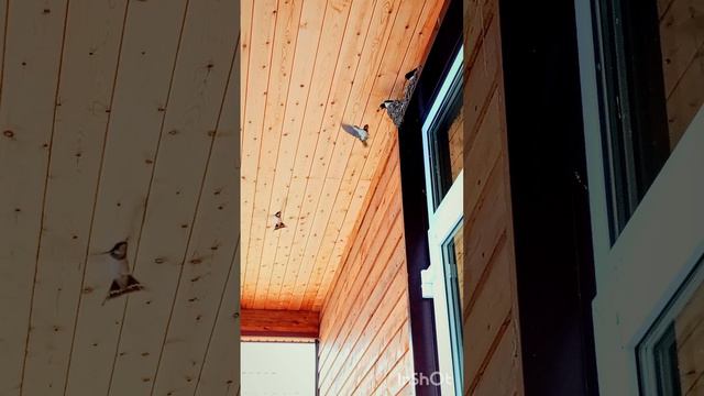 Ласточки часть 6.