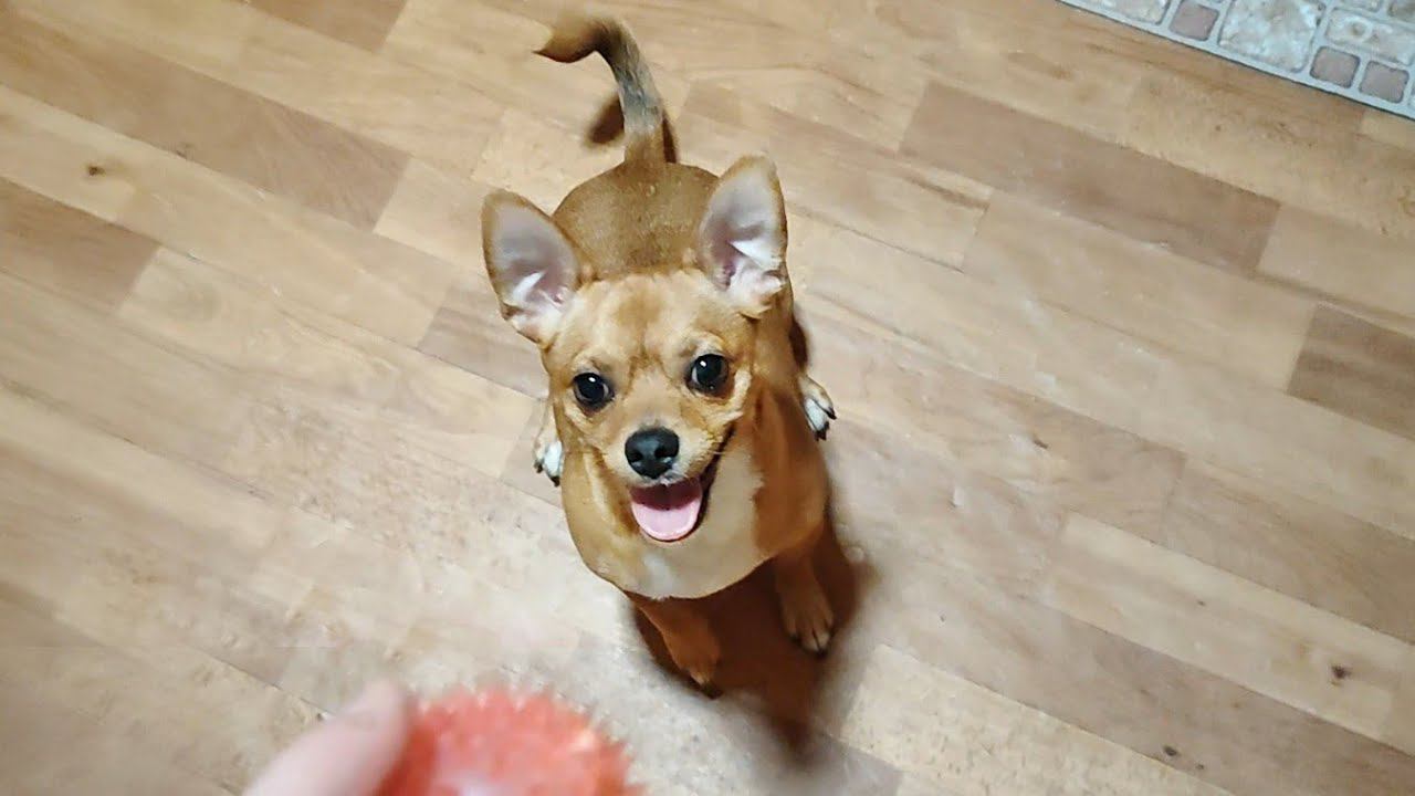 Футболист Арчуня и ревнивец Фокс. Играем...