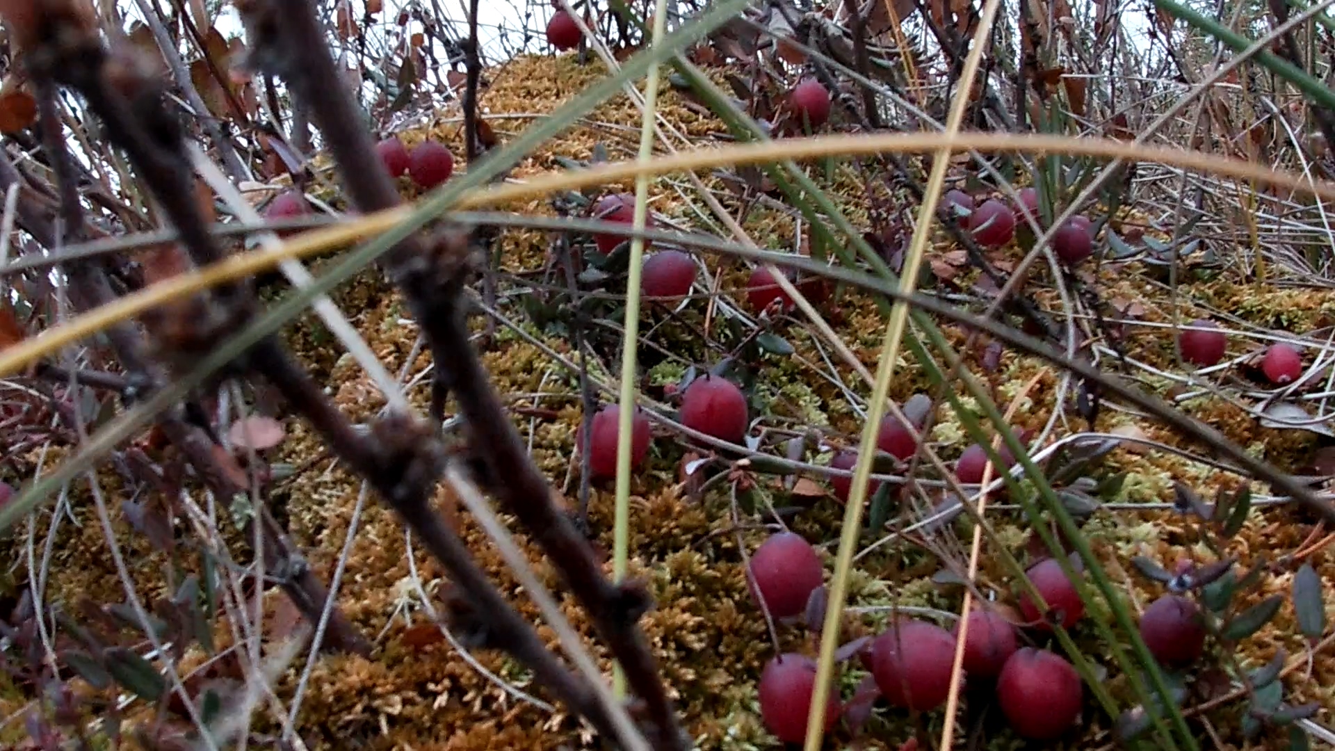 СБОР КЛЮКВЫ НА БОЛОТЕ.