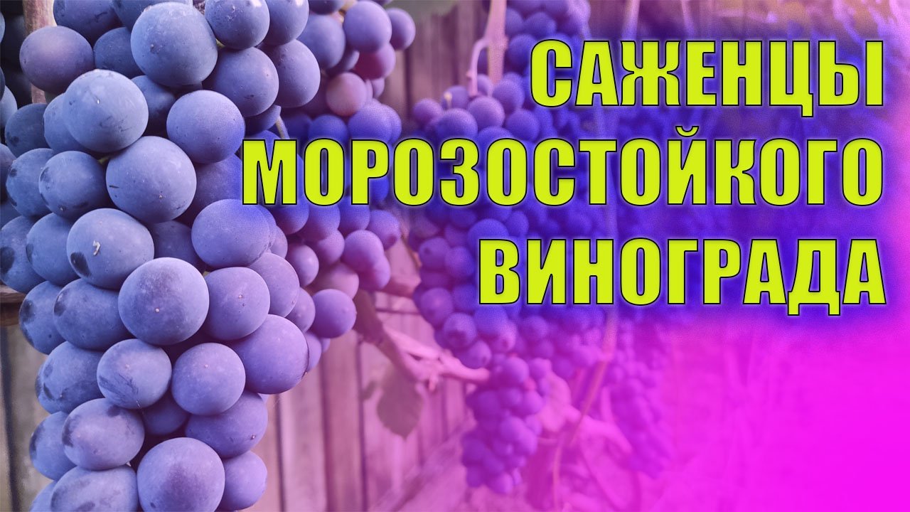 САЖЕНЦЫ МОРОЗОСТОЙКОГО ВИНОГРАДА ДЛЯ МОСКОВСКОЙ ОБЛАСТИ И СРЕДНЕЙ ПОЛОСЫ