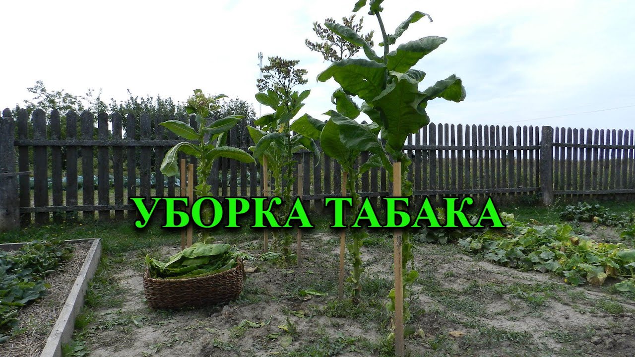 Уборка листьев табака