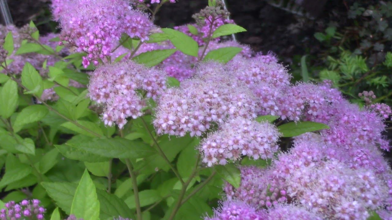 Спирея. Обрезка спиреи Голден принцесс.