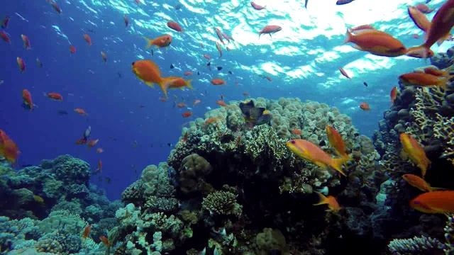 Очередной вероотступник и прочие шуты| разговоры с коллекторами