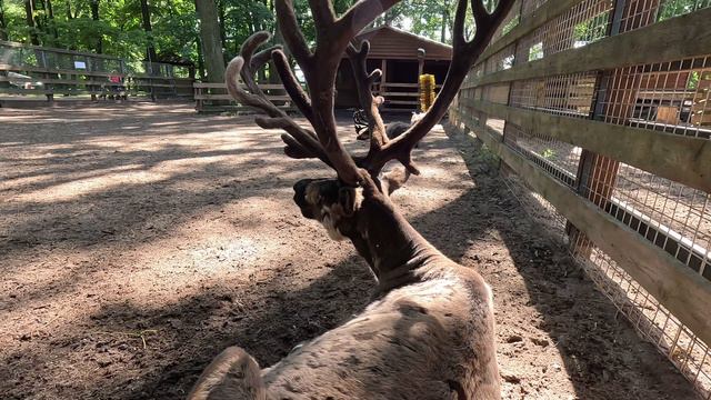 Елагин остров и Крестовский остров на велосипеде по СПб // Каменный остров: усадьбы и дачи