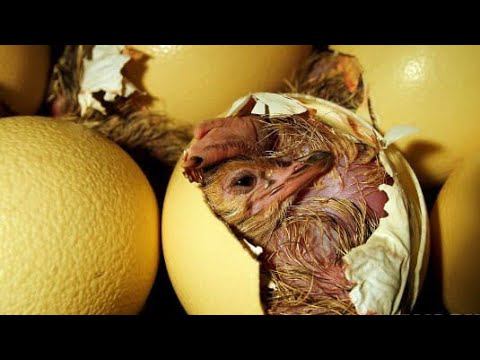 Индюшки наседки растоптали и поели все яйца,//Больше никогда не буду сажать индюшек на яйцо.