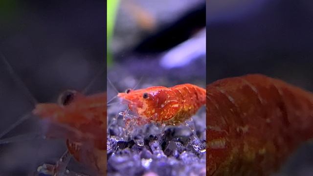 Видео креветки ? вишня на рутуб