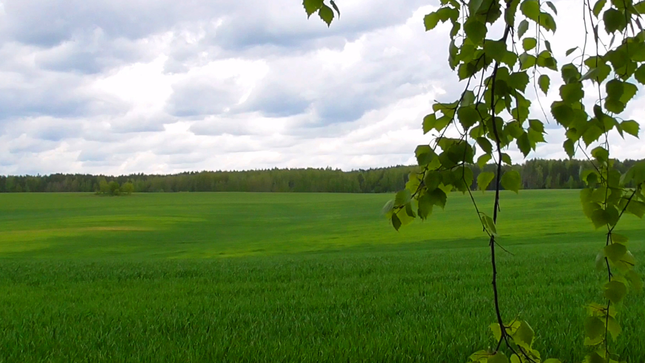 Звуки живой природы: поле в мае месяце. Видео для отдыха.
